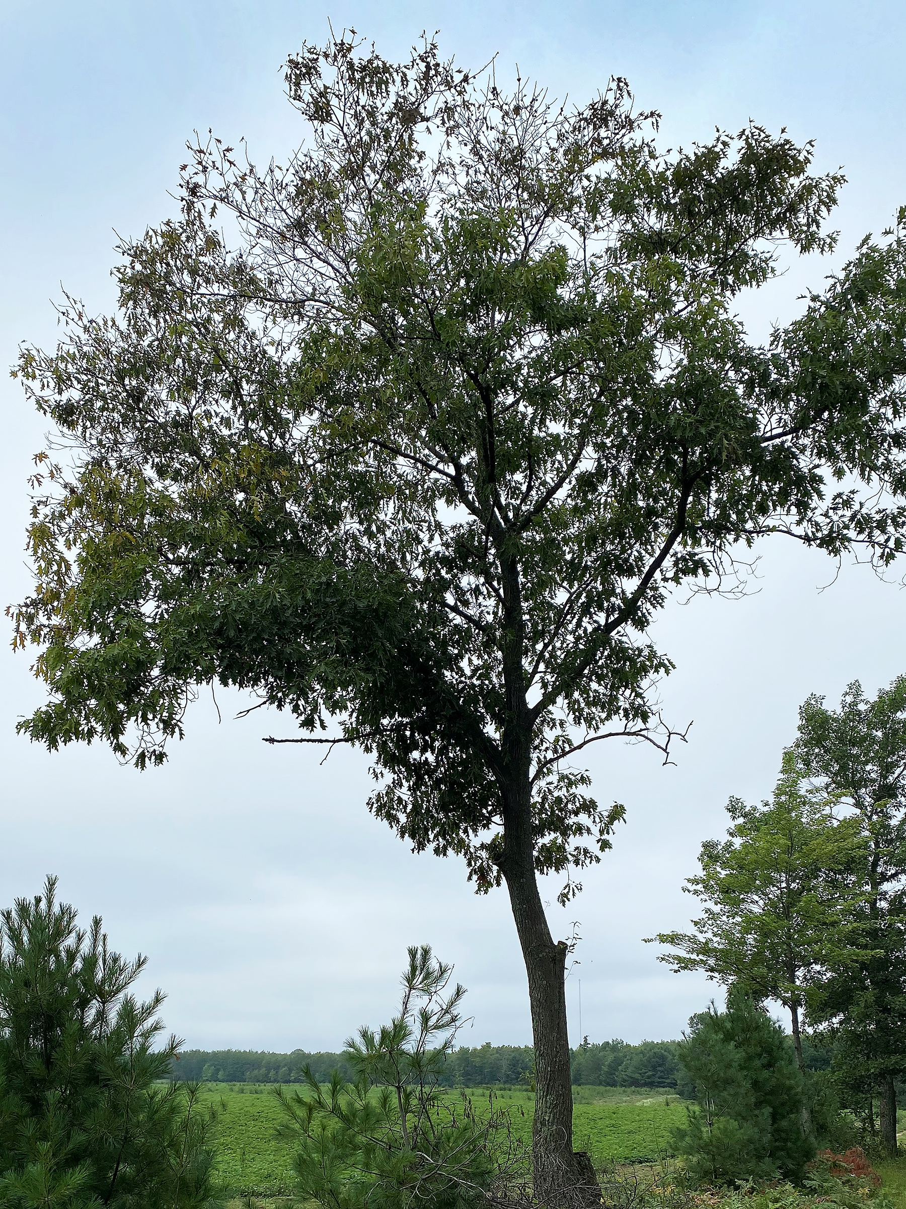 Dropping Leaves May Indicate Oak Wilt