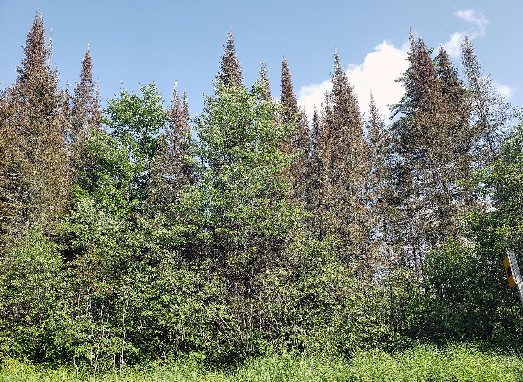 Spruce Budworm Defoliation Continues