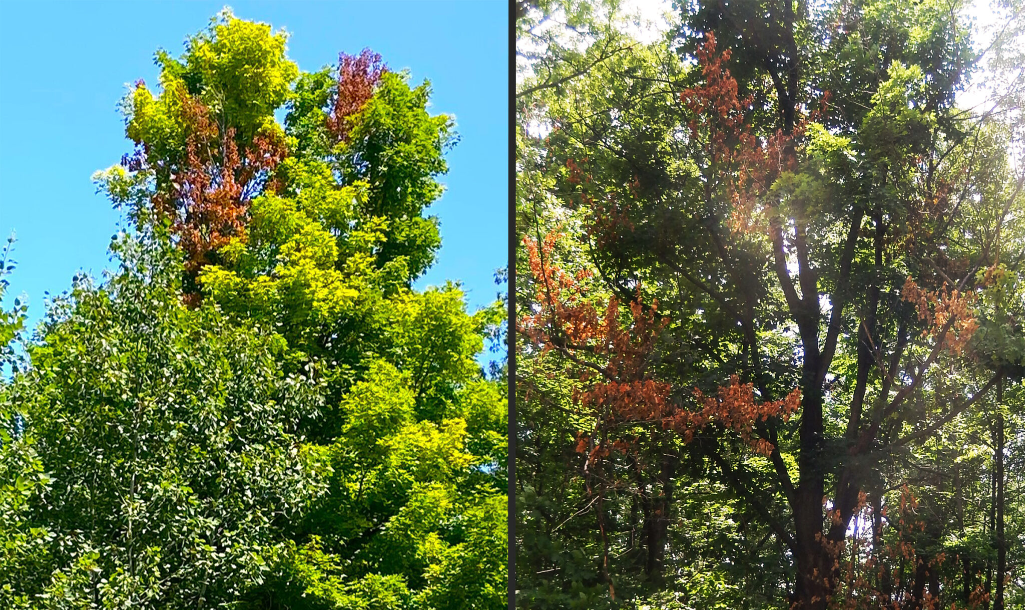 Winter Squirrel Damage Killing Maple Branches