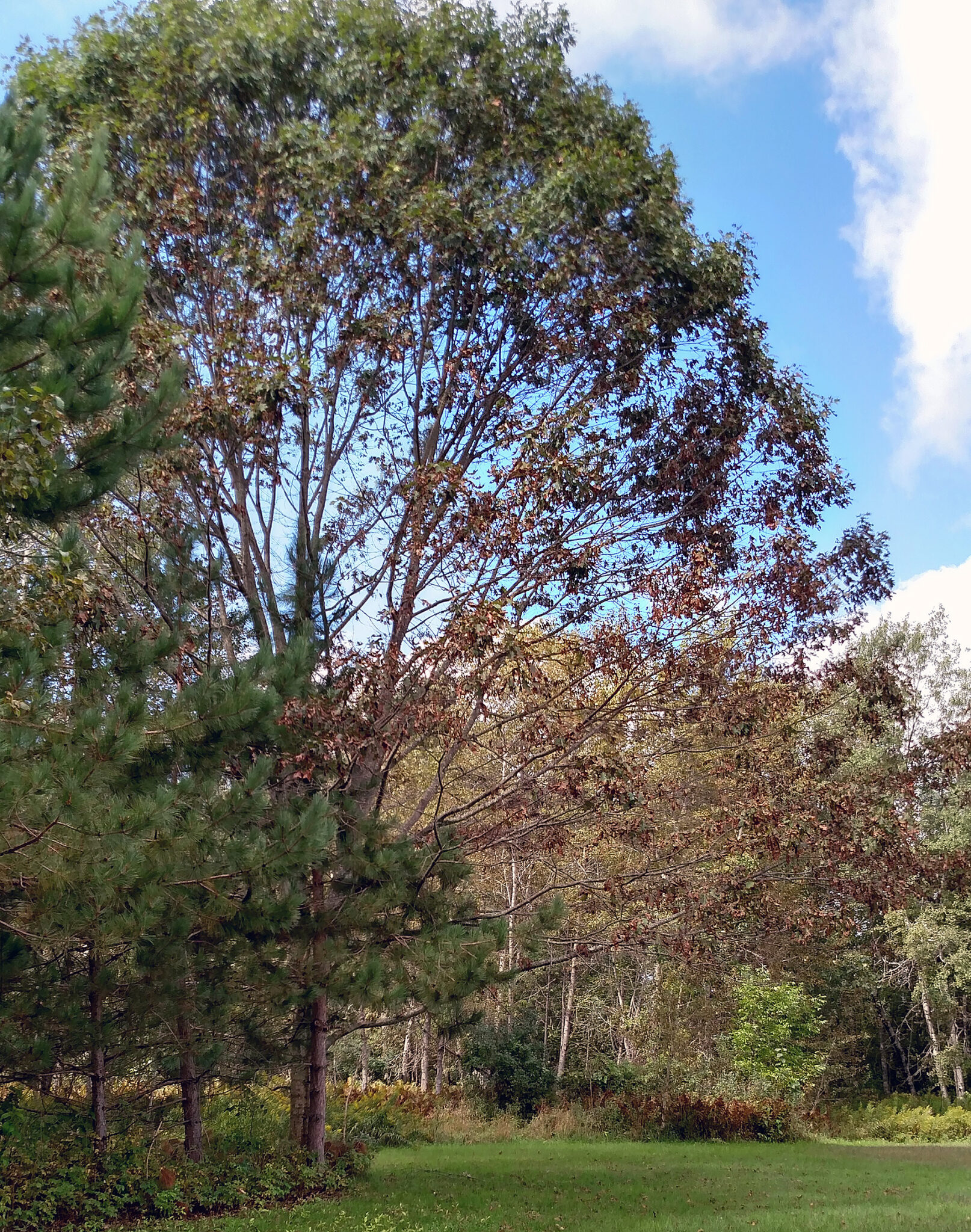 Tubakia Leaf Disease Affects Red Oak