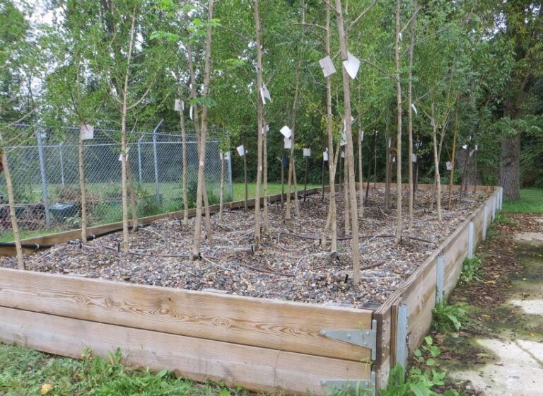 UW Madison Extension Urban Forestry Workshop: Bare Root Trees And ...