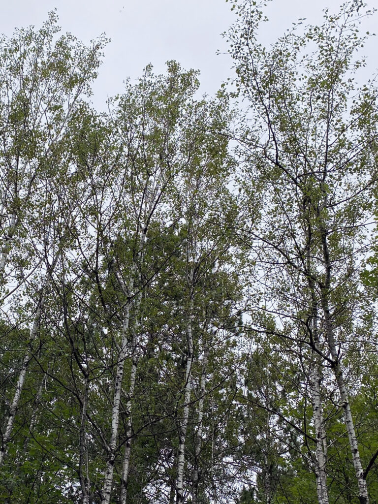 Aspen Leaves Dropping Early