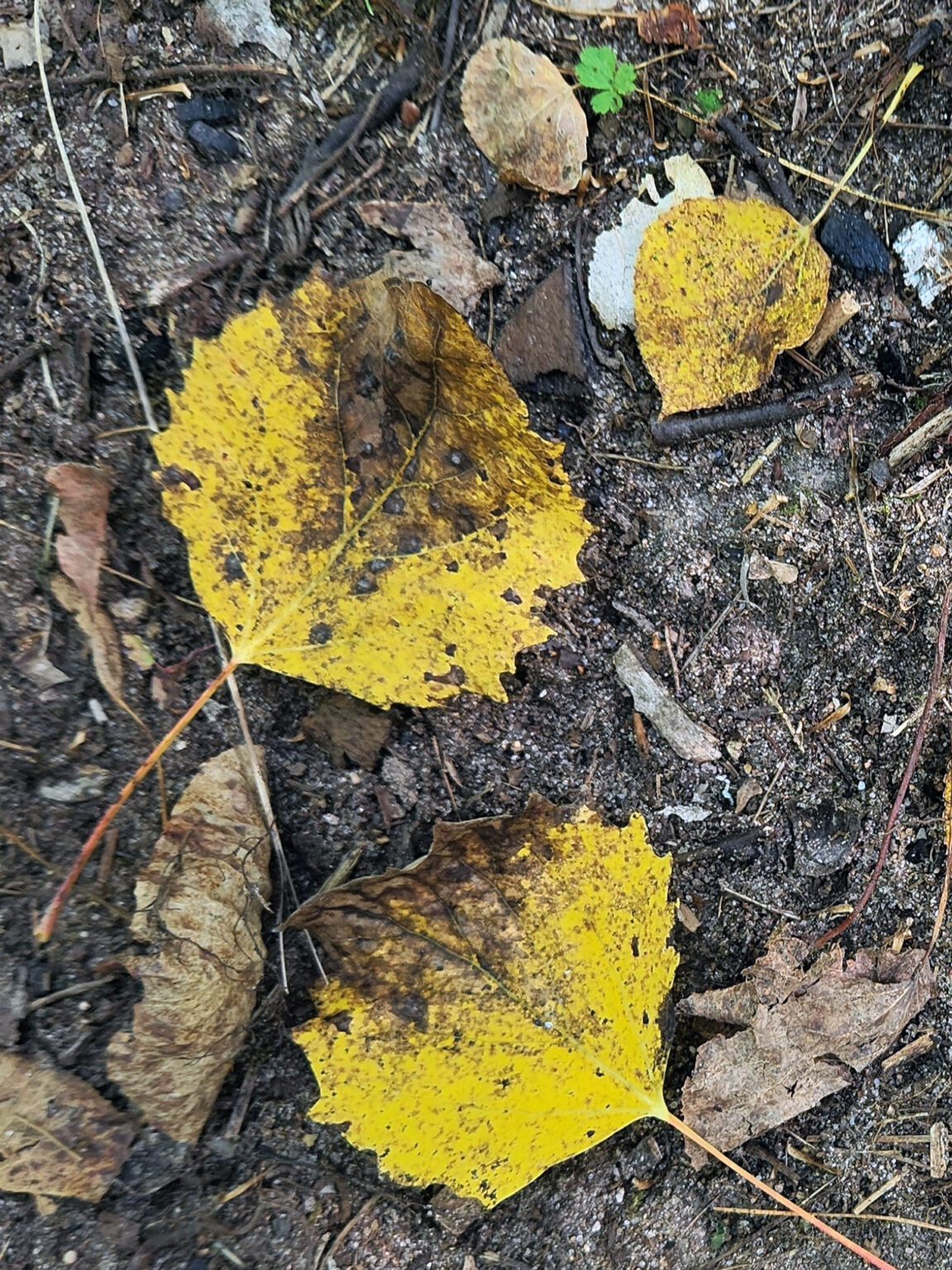 Aspen Leaves Dropping Early