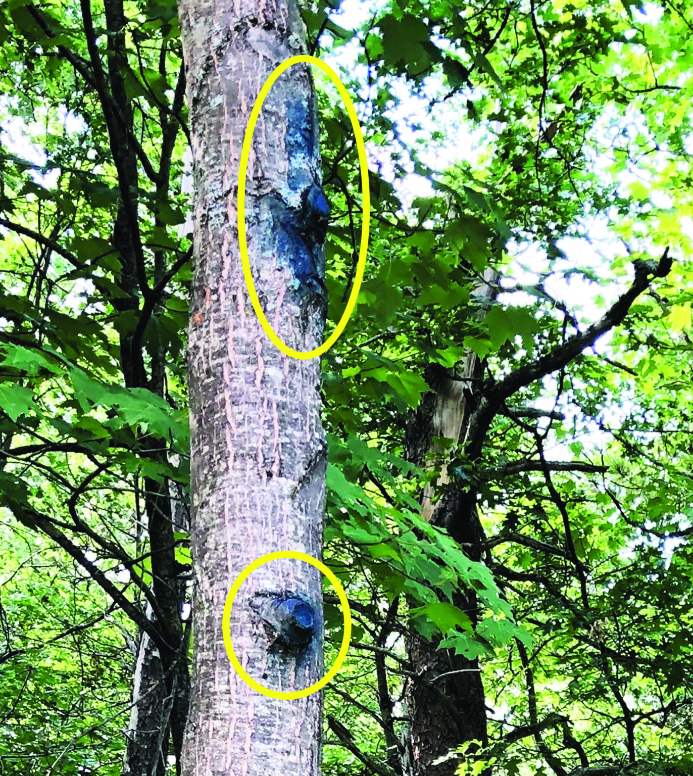 Time Is Right For Oak Tree Work