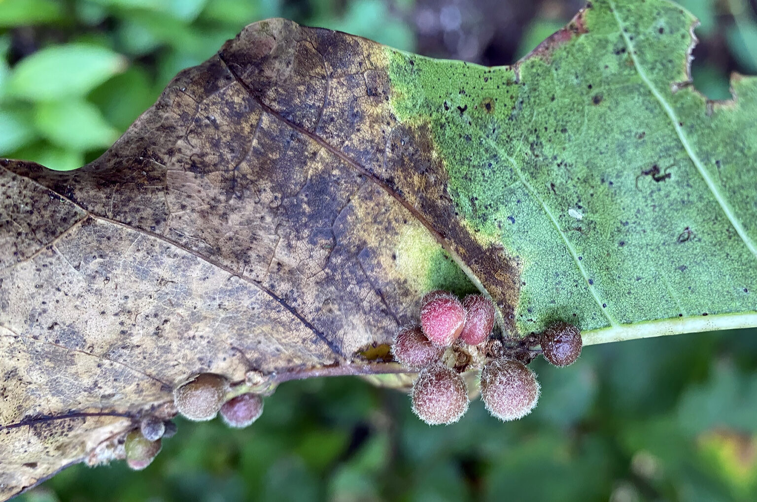 Galls On Oak Leaves Are Plentiful, Varied