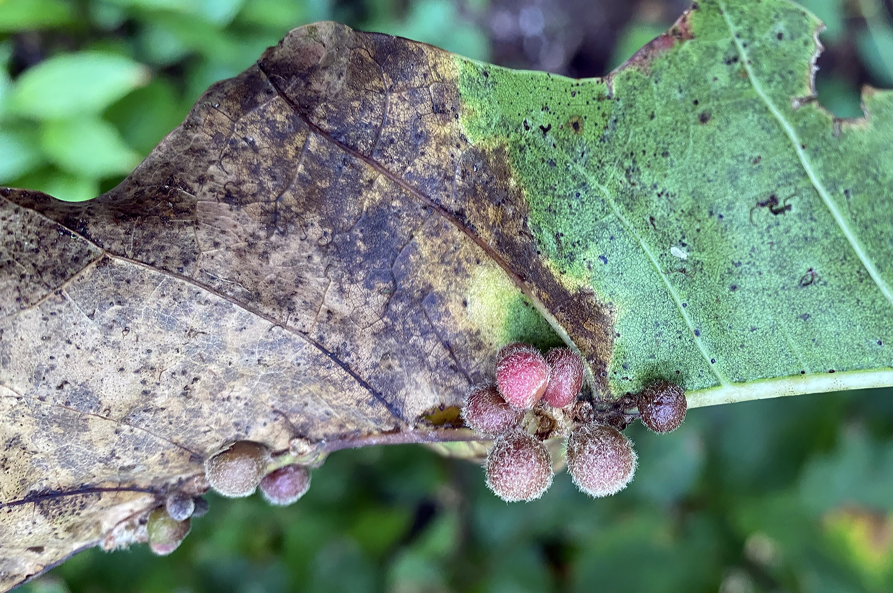 Galls On Oak Leaves Are Plentiful, Varied