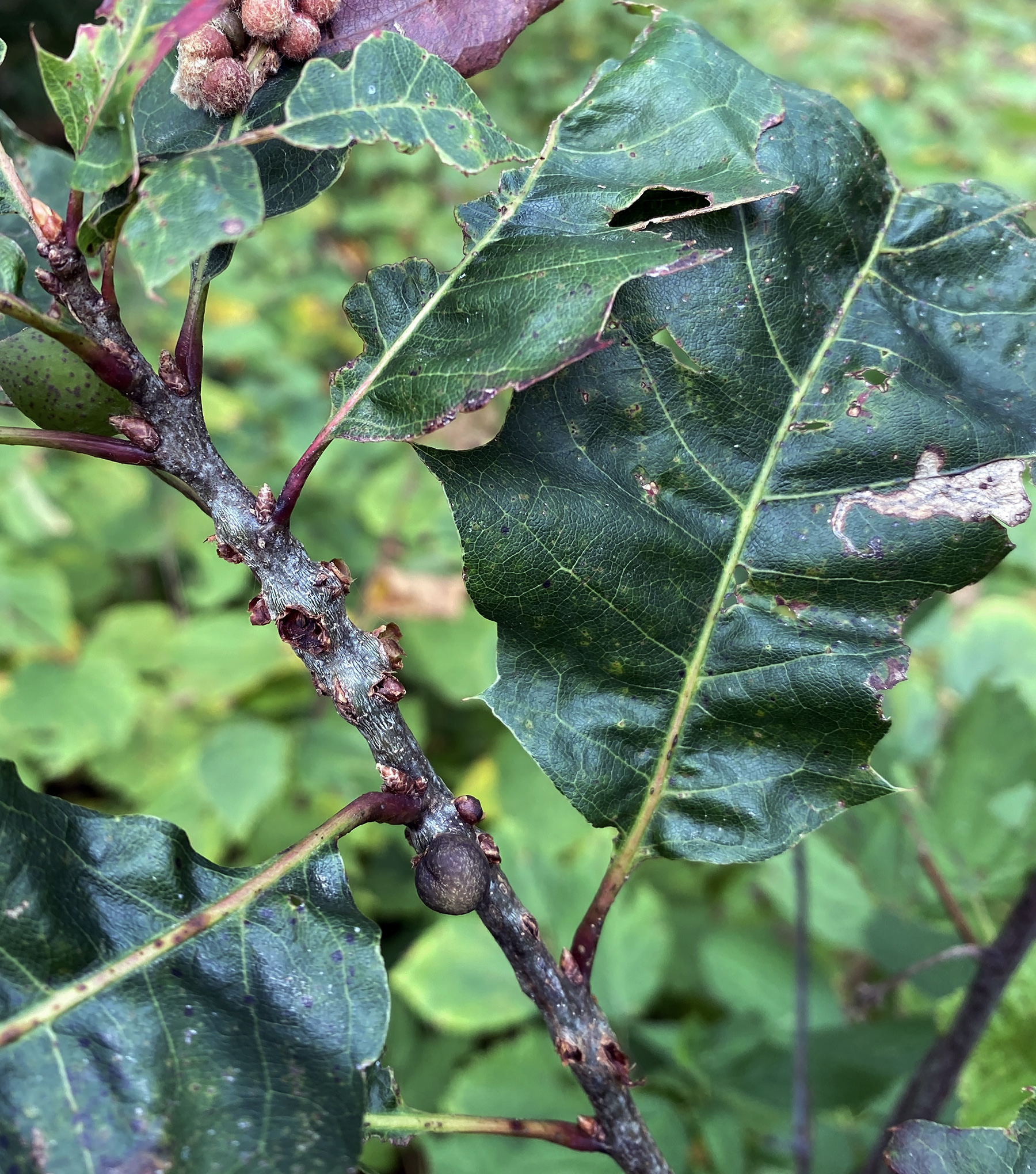 Galls On Oak Leaves Are Plentiful, Varied