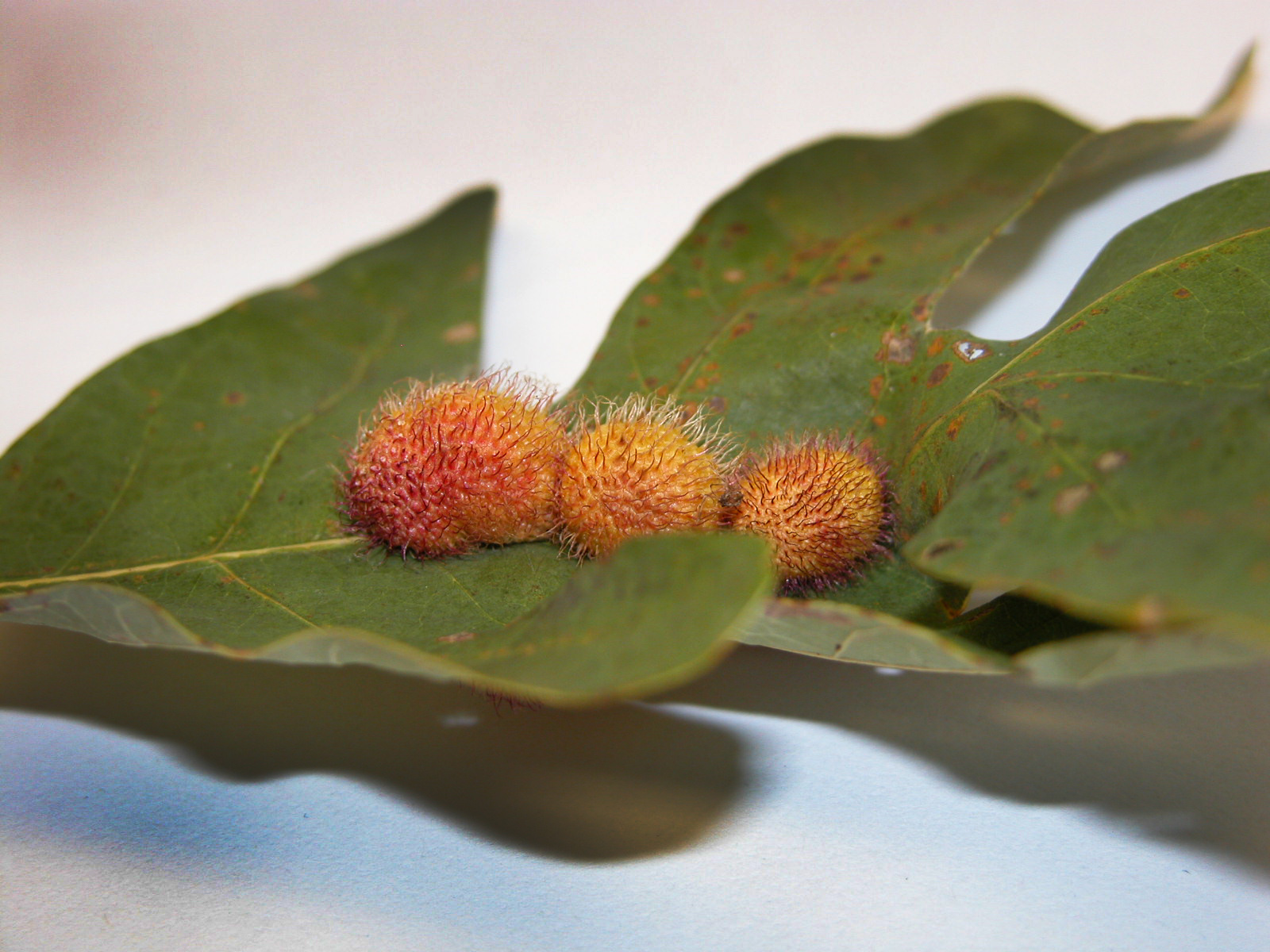 Galls On Oak Leaves Are Plentiful, Varied