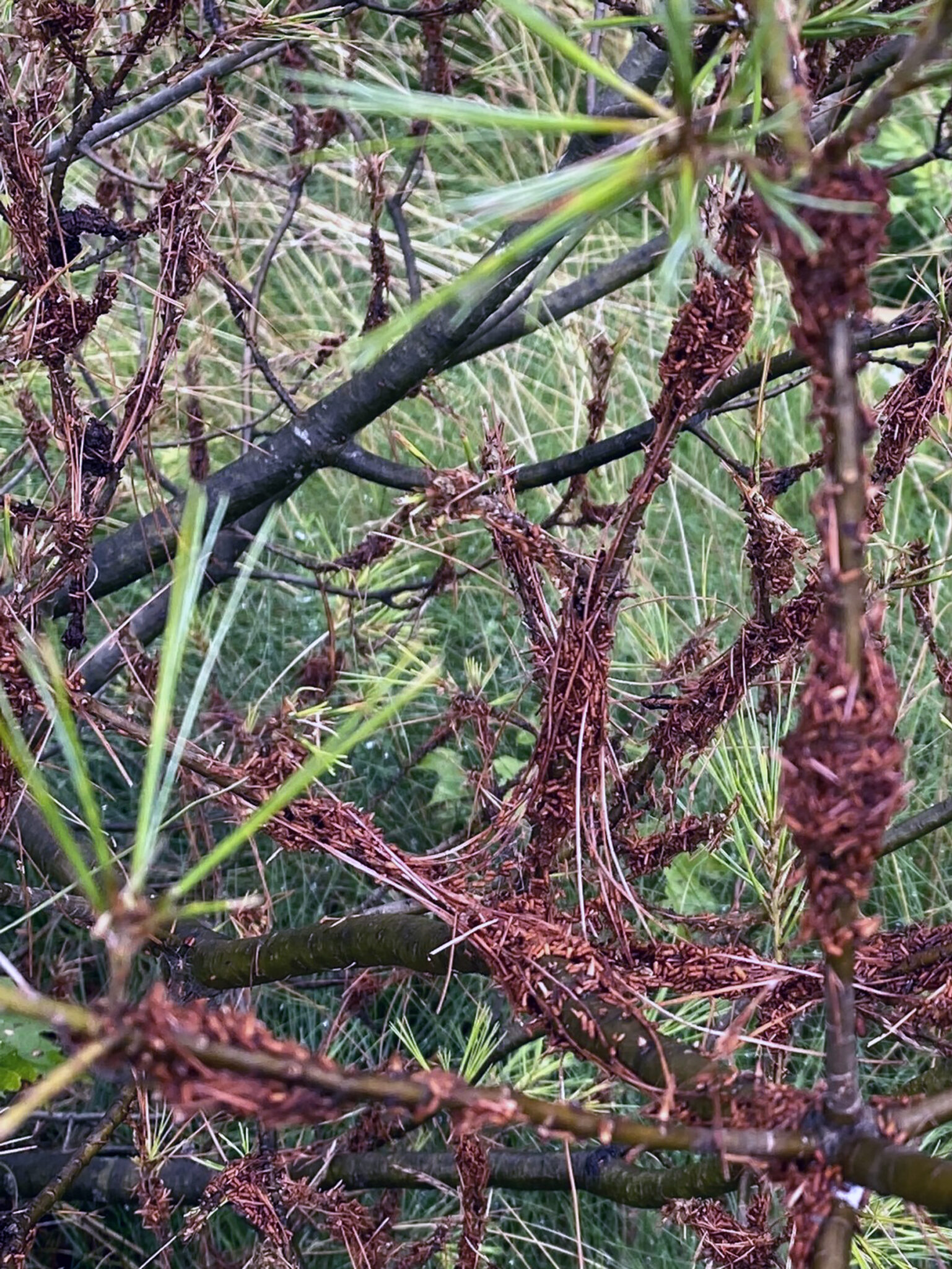 Pine False Webworm Makes Appearance