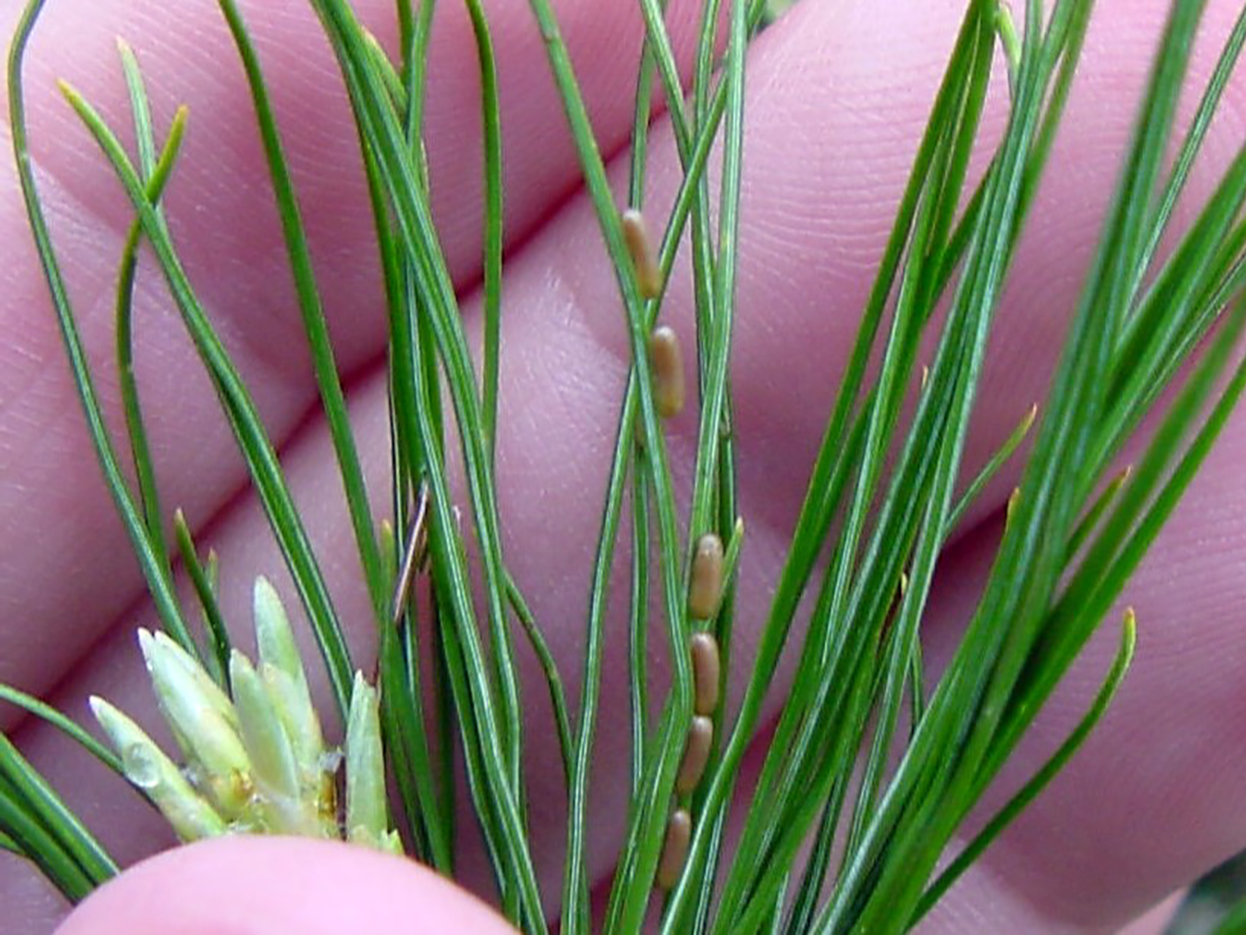Pine False Webworm Makes Appearance