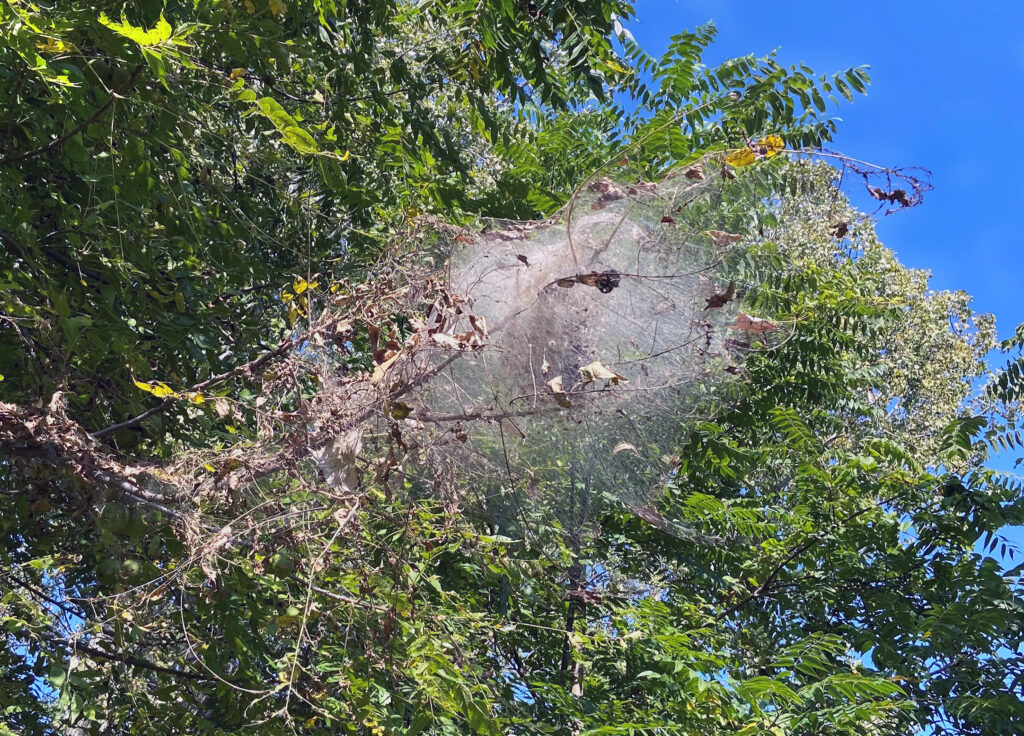 Fall Webworm Spins Up Attention