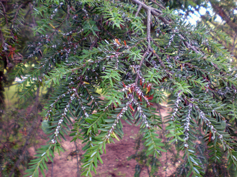 Check Conifers For Invasive Adelgids