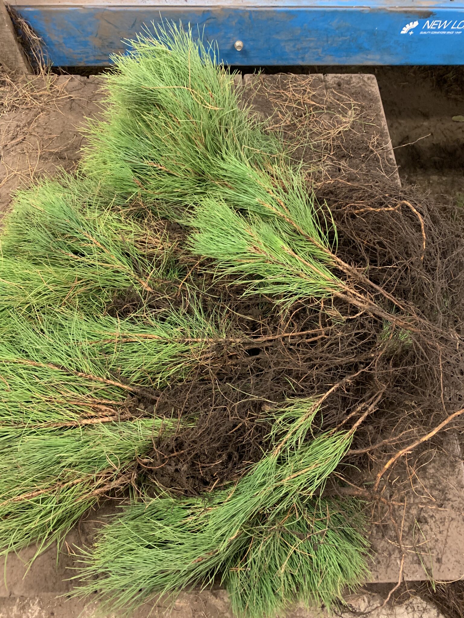 DNR Tree And Shrub Seedling Sales To Begin Oct. 6