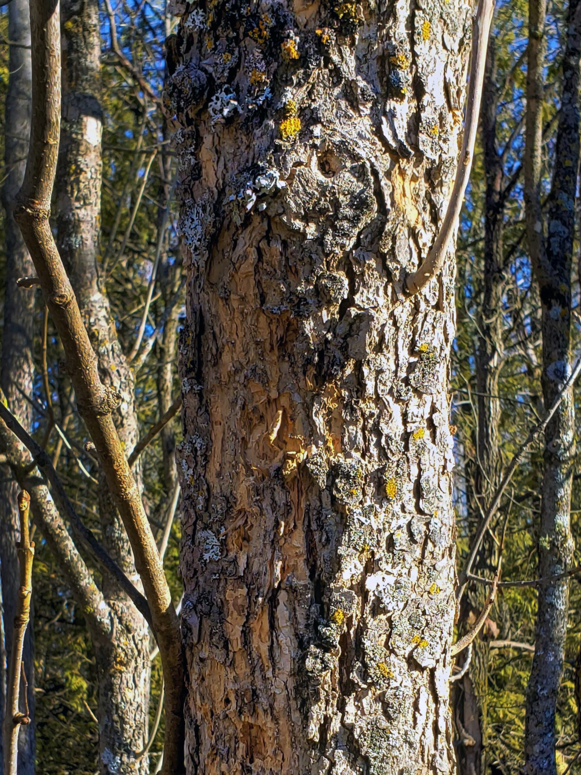 Woodpecker Flecking On Ash Means EAB