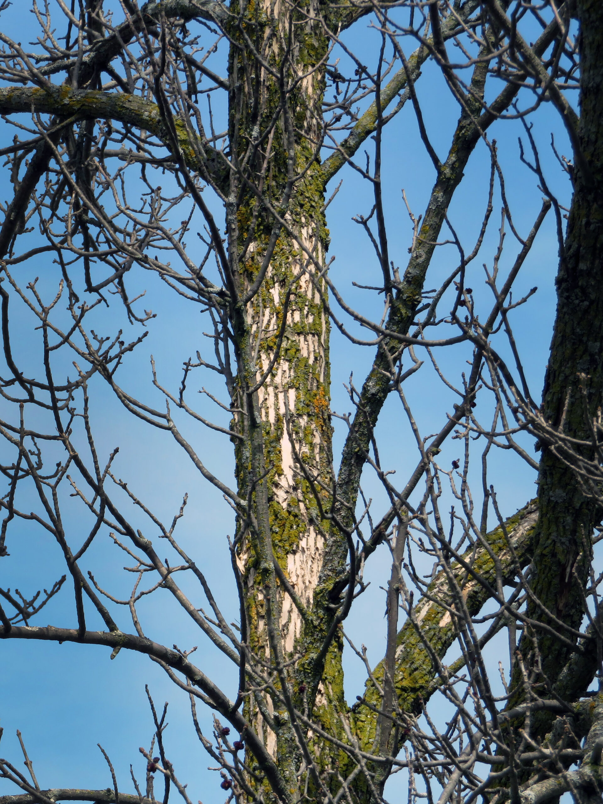 Woodpecker Flecking On Ash Means EAB