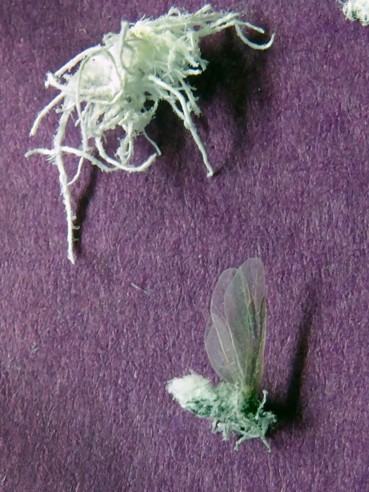 White Masses On Alder Are Woolly Aphids