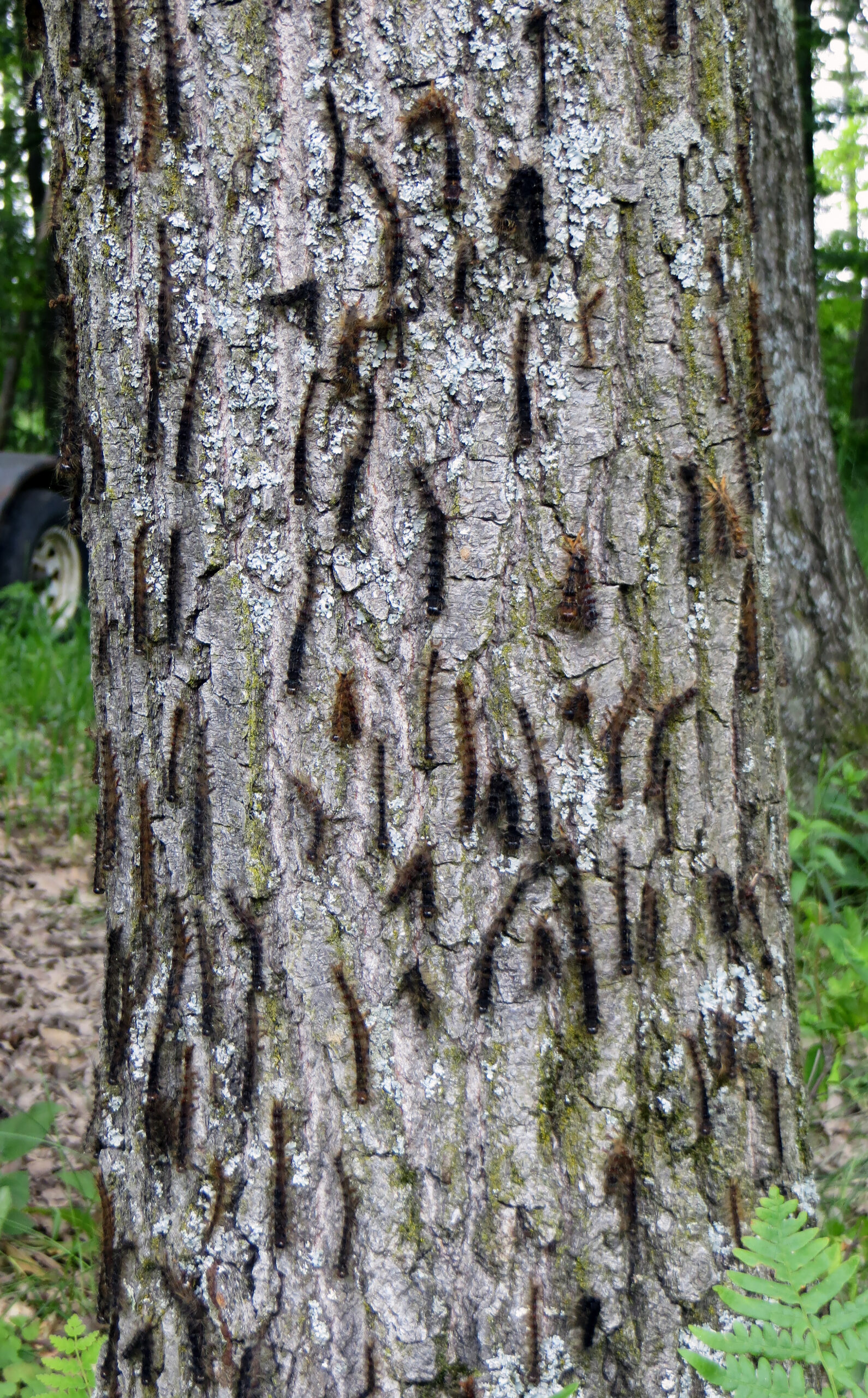 2024 Spongy Moth Review