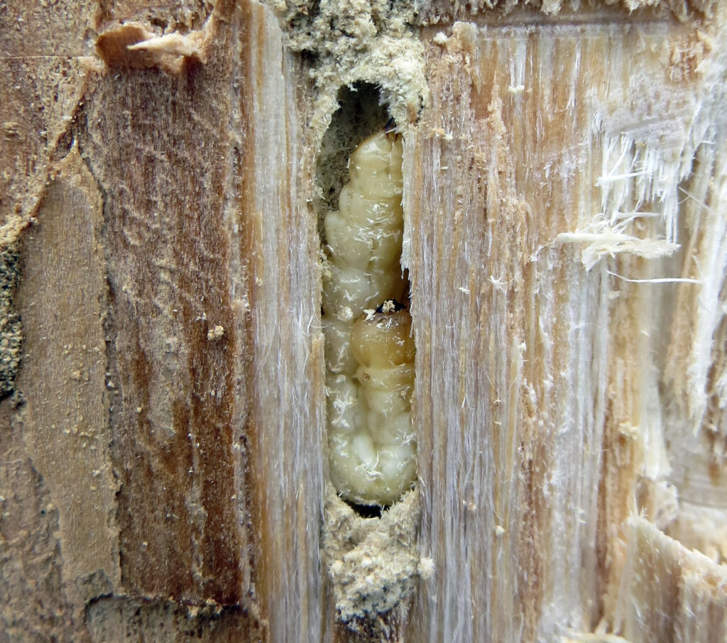 Frost’s Bite: How Do Insects Survive Winter?