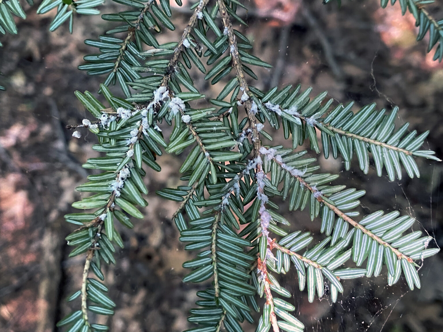 What Are Those White Fluffies On Trees?