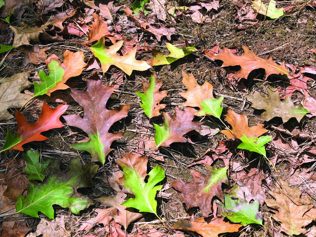 It’s A Good Time To Work On Oak Trees