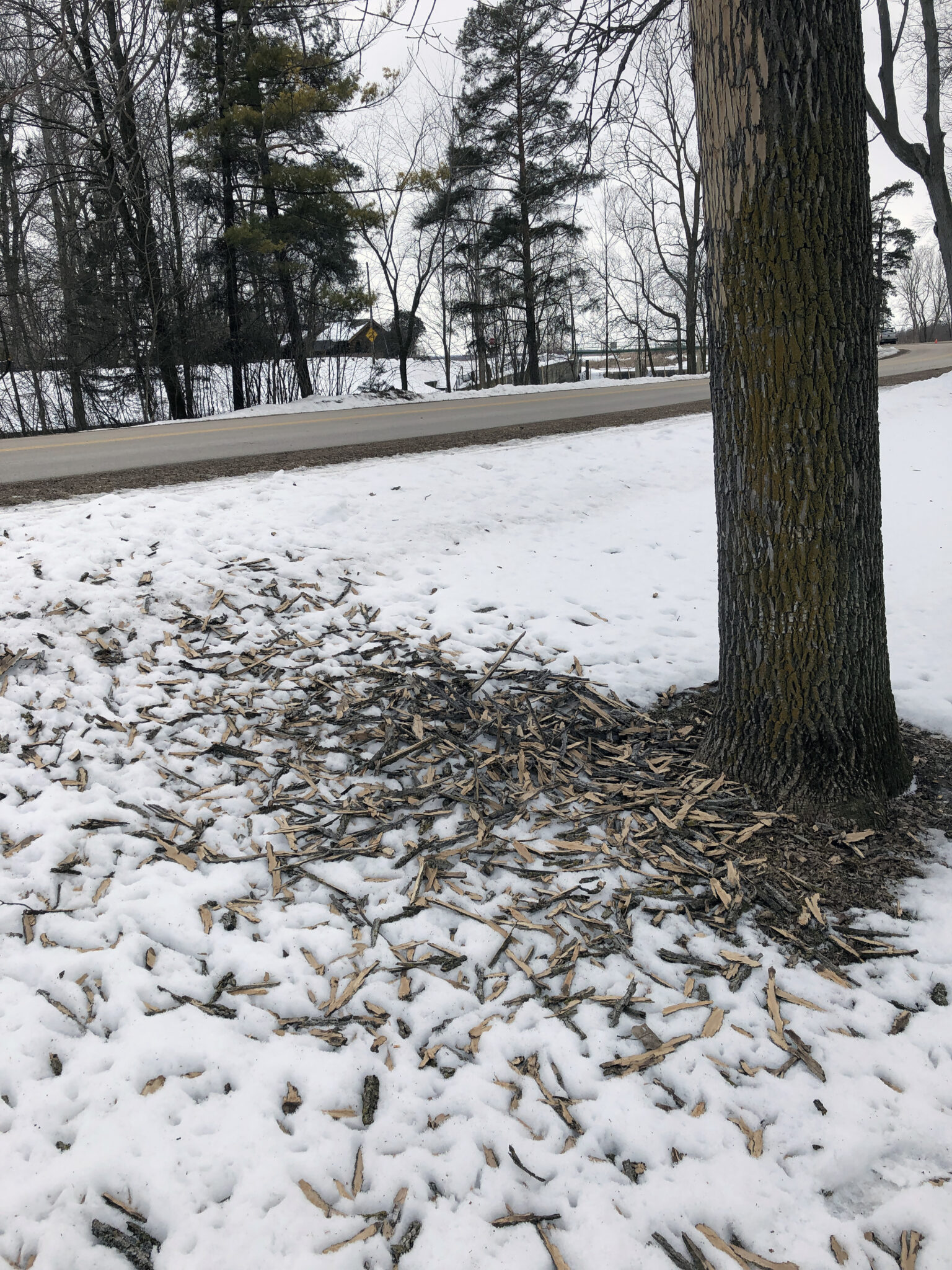 Treat Ash Trees Against Emerald Ash Borer This Spring