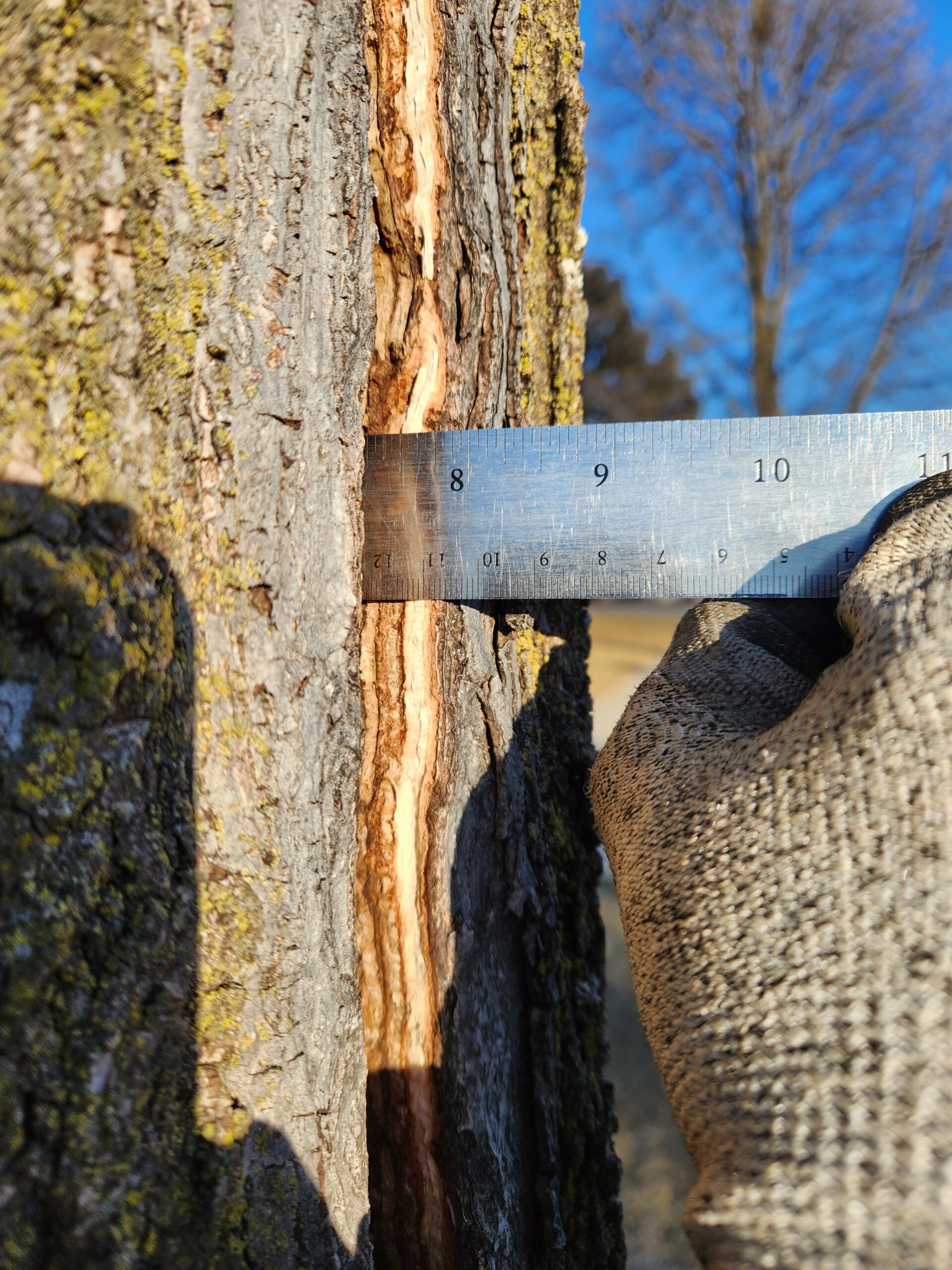 Is That A Crack In My Tree?