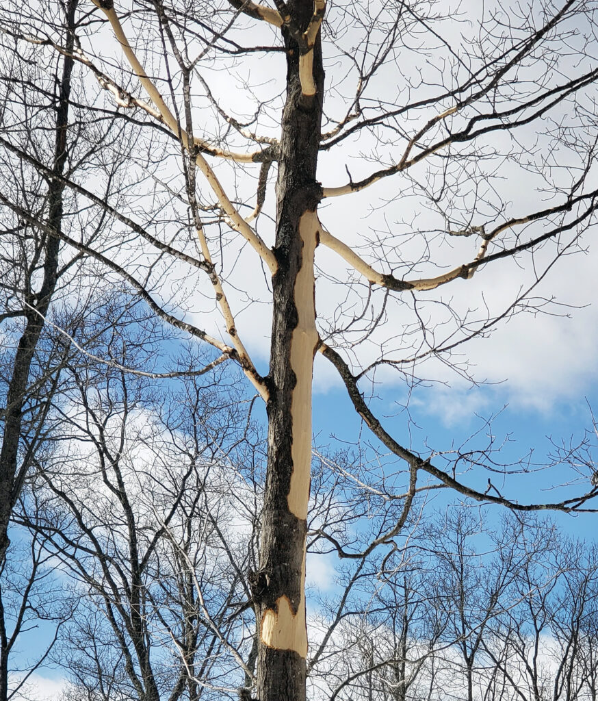 Squirrels Can Damage Trees During Late Winter