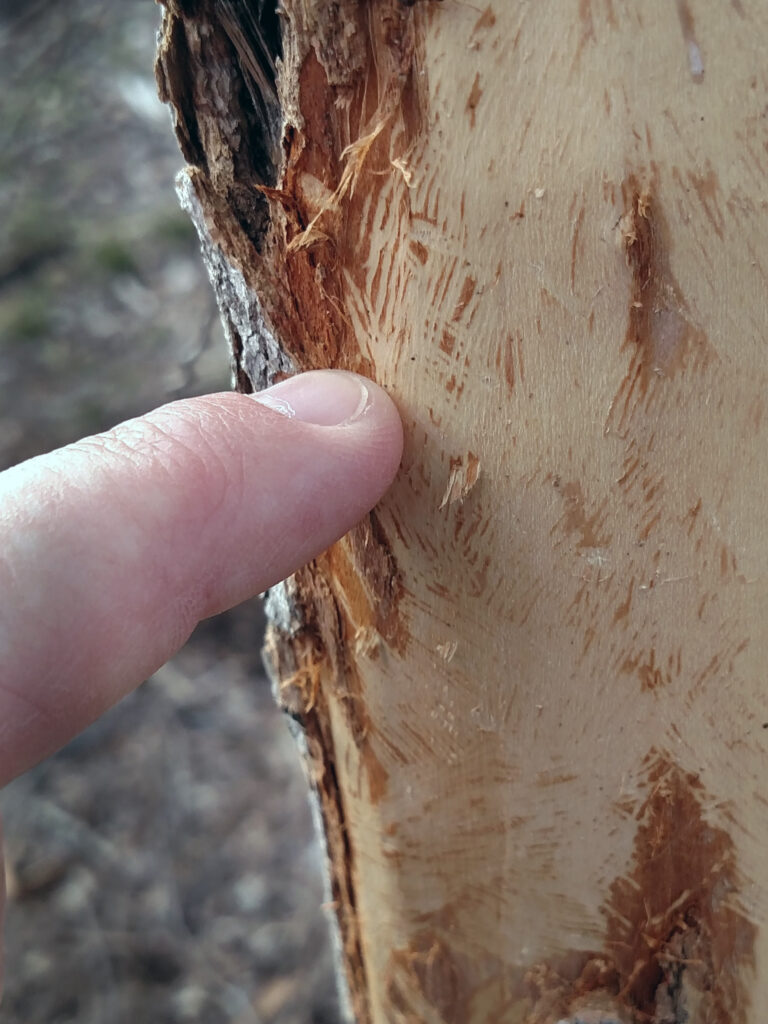 Squirrel Or Porcupine Damage: How Do You Know?