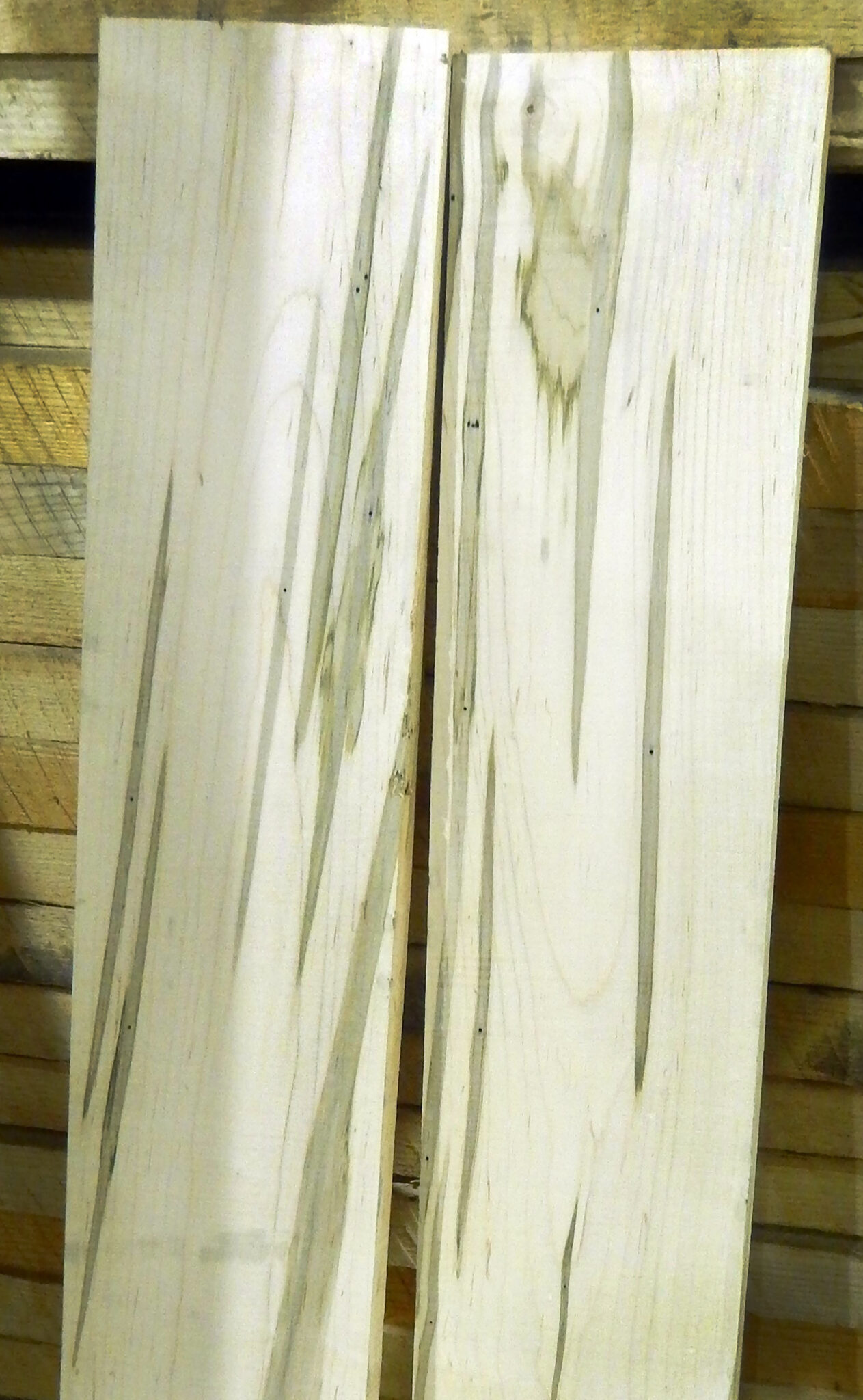 Columbian Timber Beetle Fact Sheet Debuts