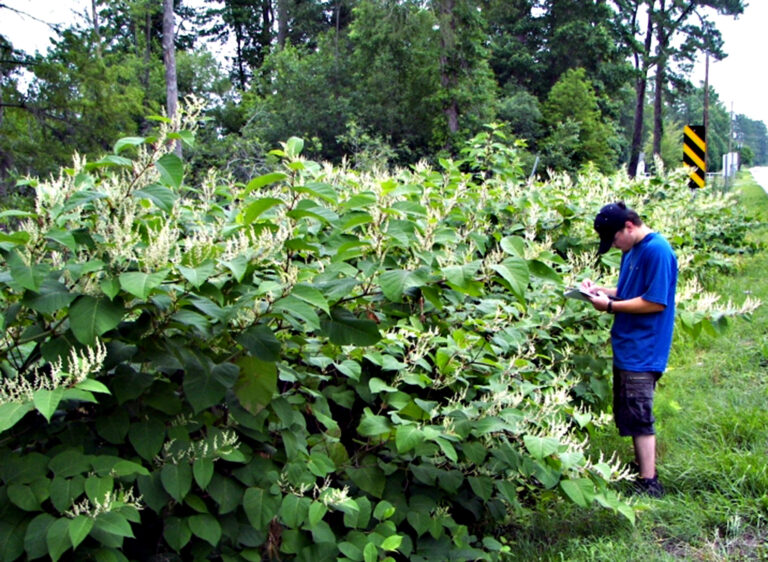 DNR Offers Two Knotweed Fact Sheets