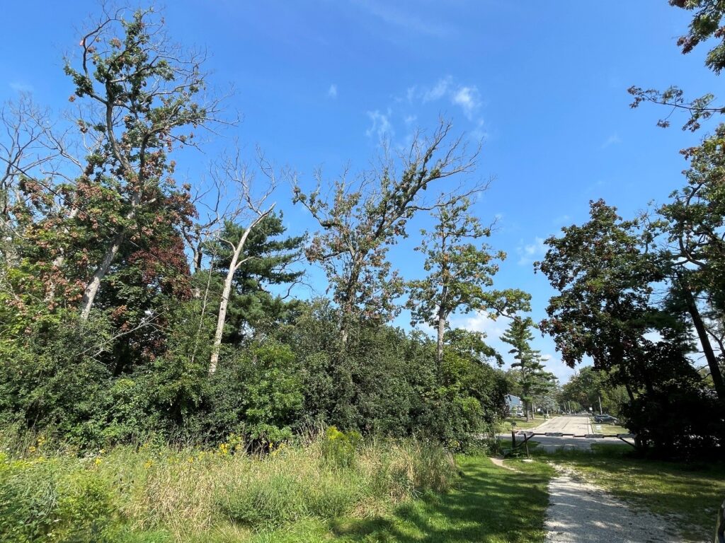 Watch For Oak Decline And Mortality This Summer