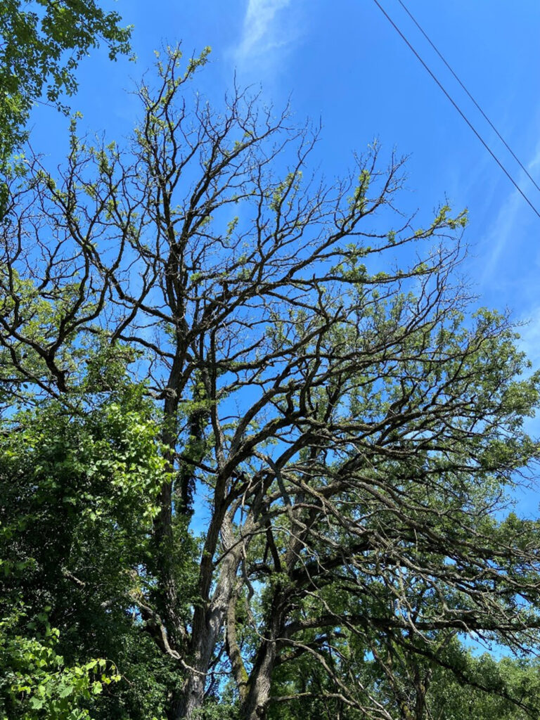 Watch For Oak Decline And Mortality This Summer