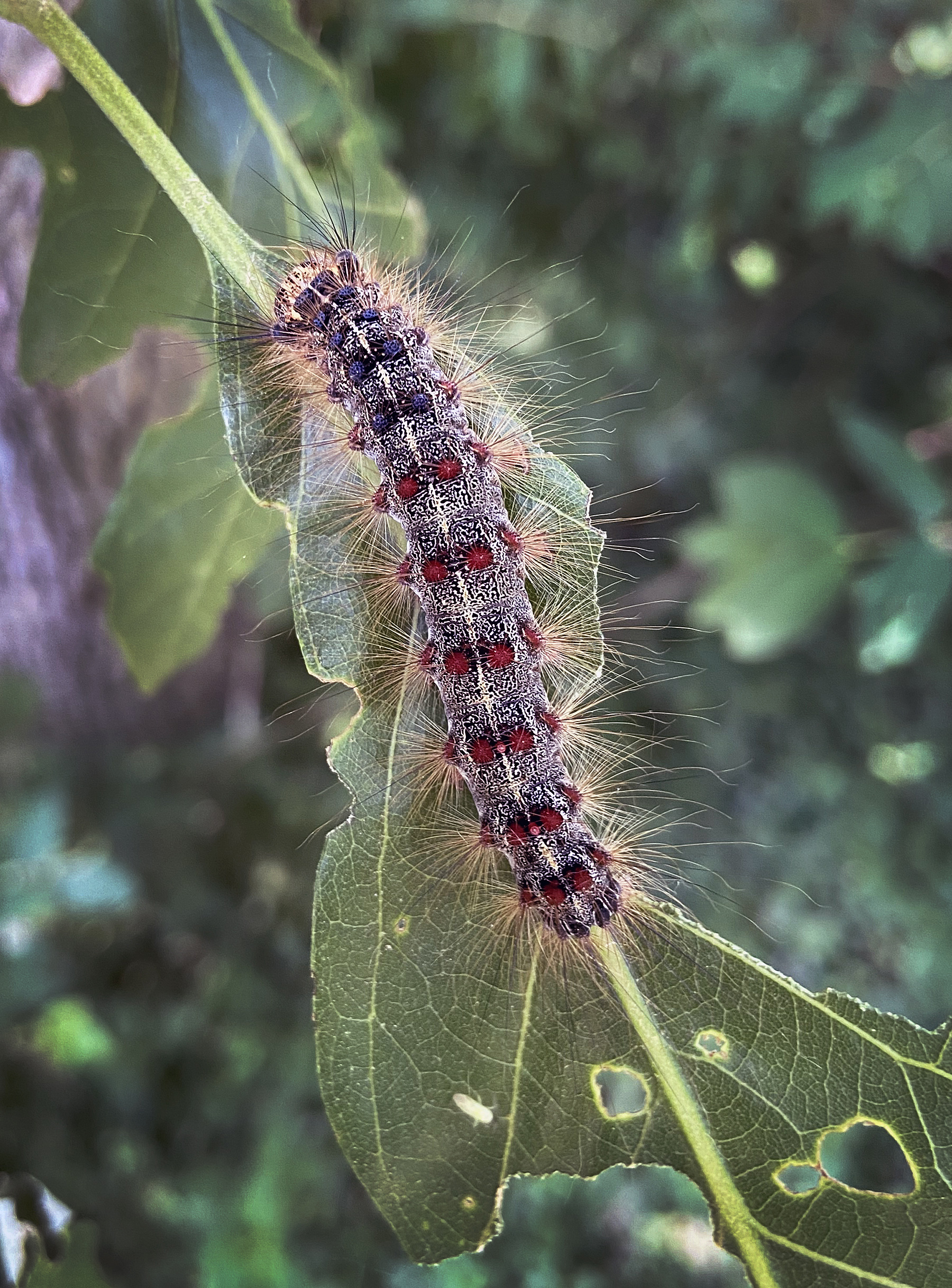 La Crosse County Added To Spongy Moth Quarantine