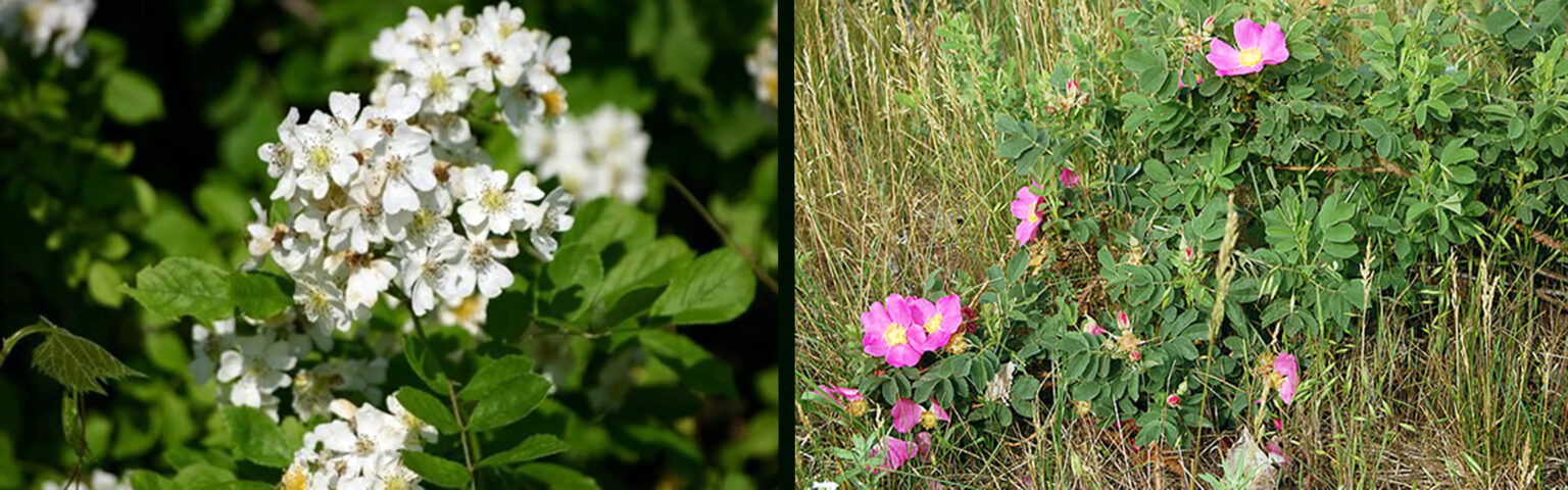 Invasives And Imposters: Native Look-Alikes To Know