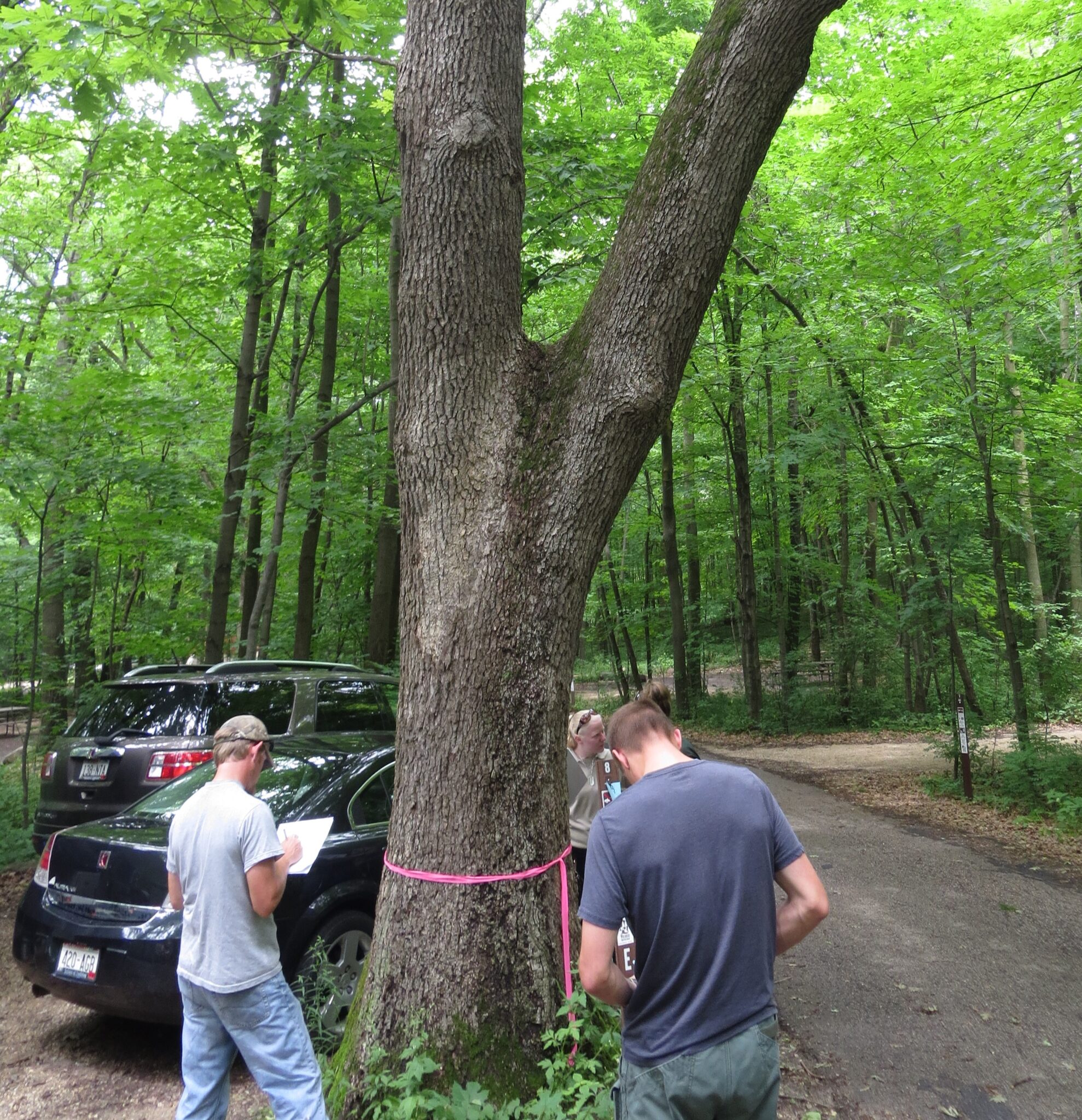 Survey: Likelihood Of Included Bark Failure