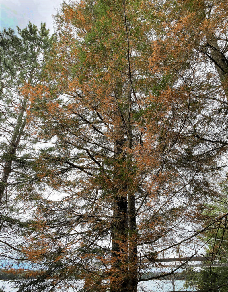 Red Pine And Hemlock Needles Suddenly Looking Brown