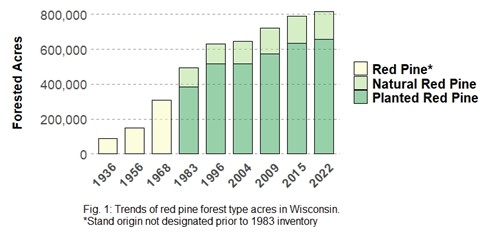A Closer Look At Red Pine In Wisconsin
