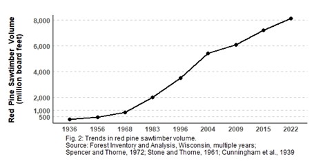 A Closer Look At Red Pine In Wisconsin
