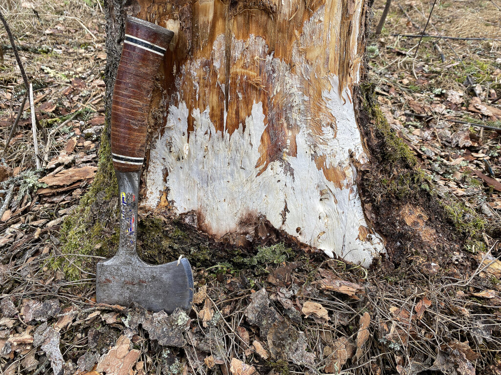 Armillaria Root Disease: A Fungal Killer