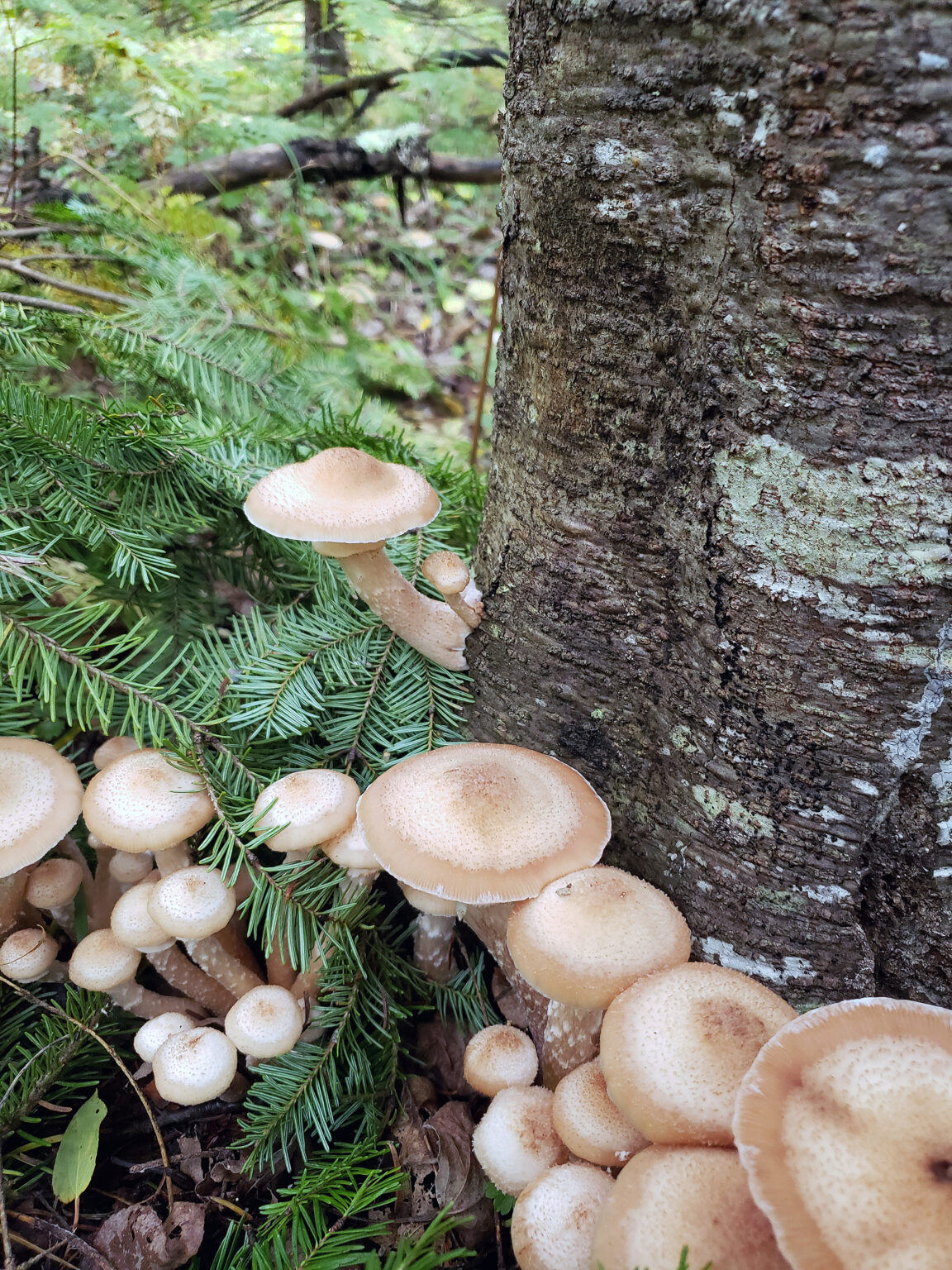 Armillaria Root Disease: A Fungal Killer