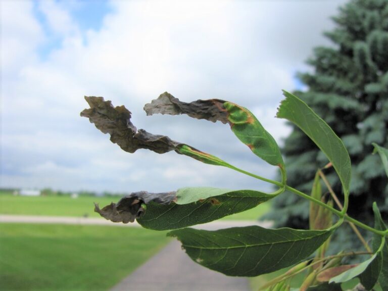 Anthracnose Infecting Hardwood Leaves