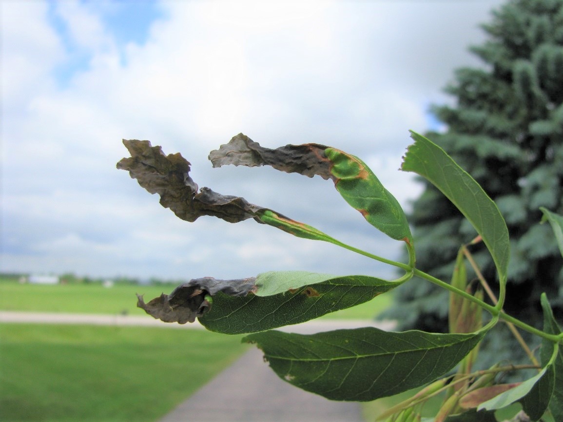 Anthracnose Infecting Hardwood Leaves