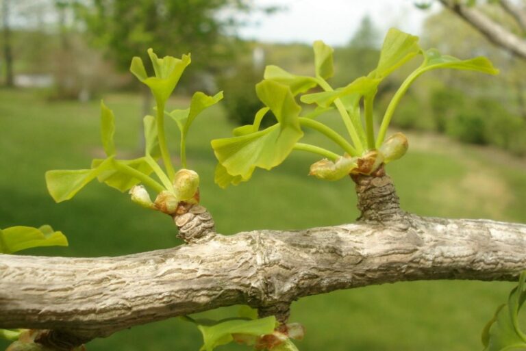 Why Don’t All Trees Leaf Out At The Same Time?