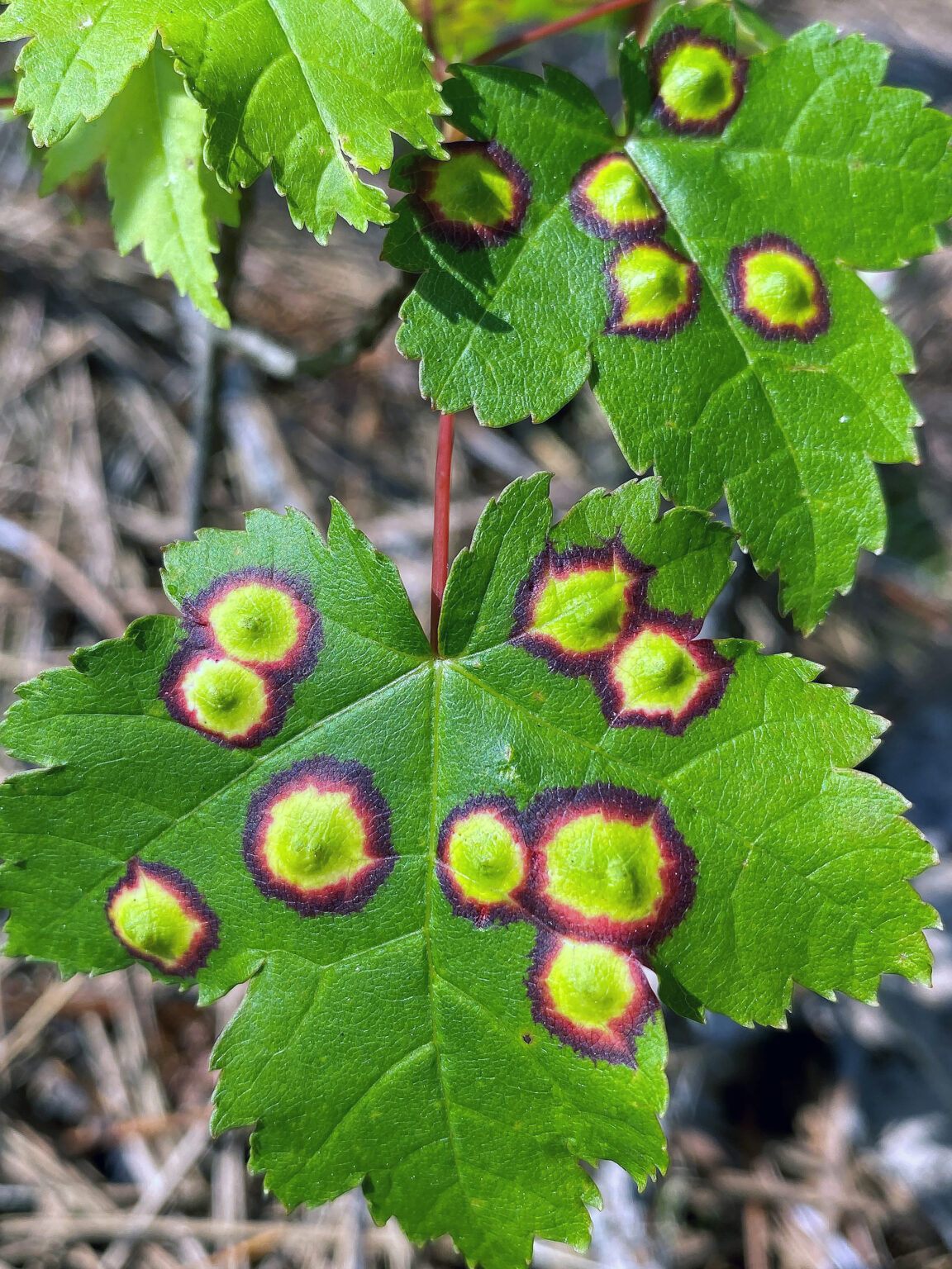 Gall Causes Bull’s-eye Spots On Maple Leaves