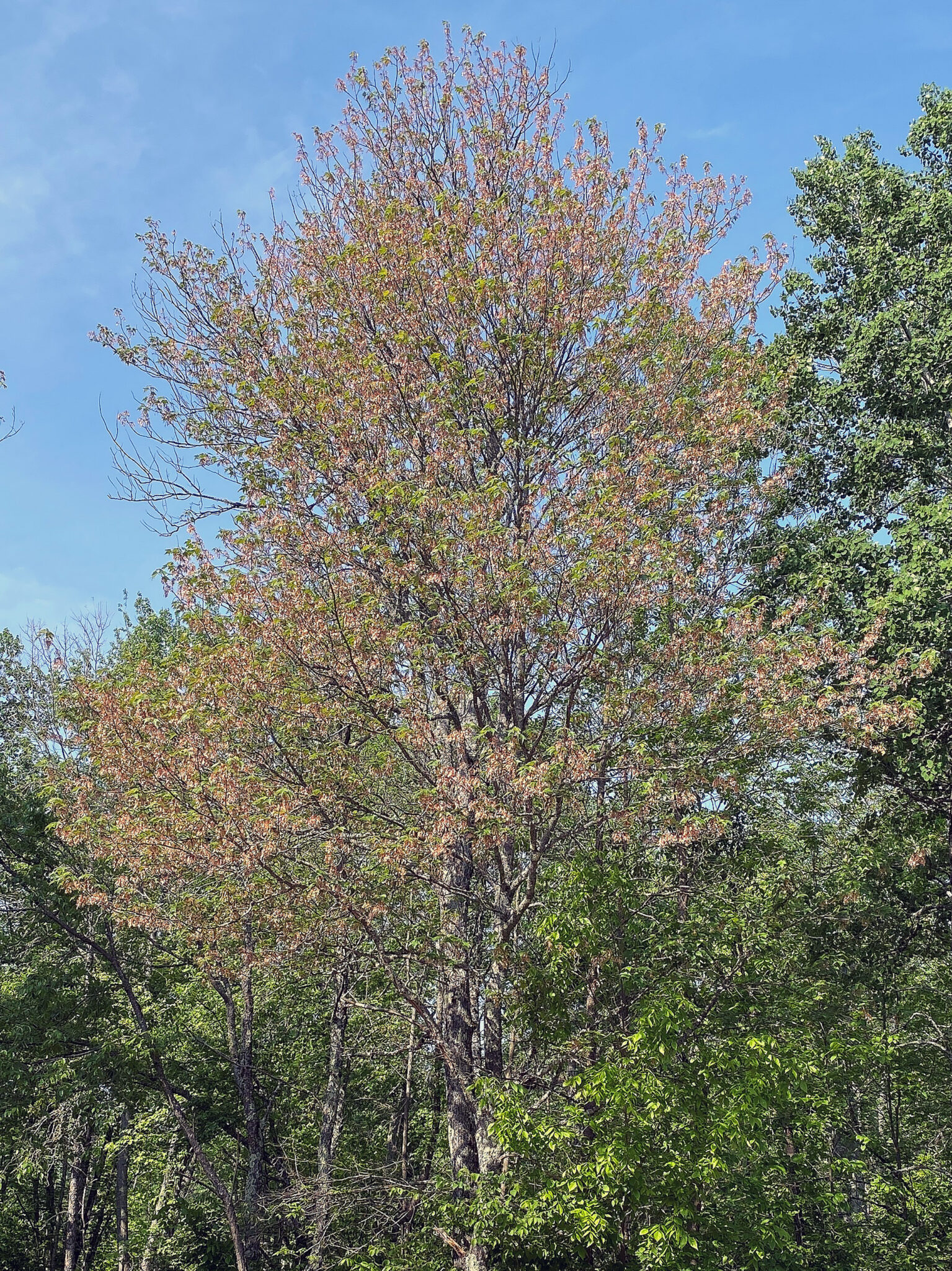 Heavy Seed Crop And Thin Tops On Maples