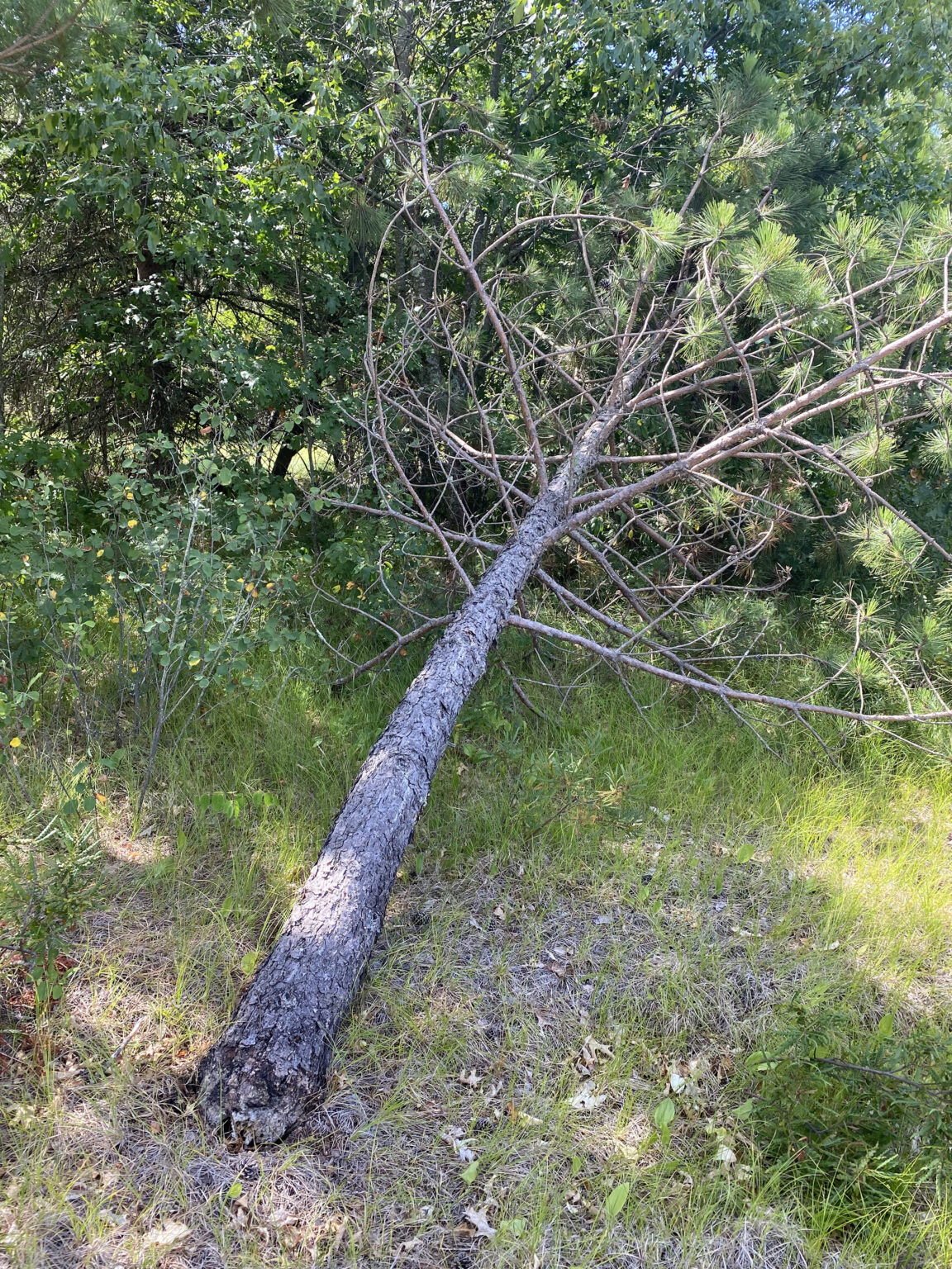 What’s That Under The Bark Of Red Pines?
