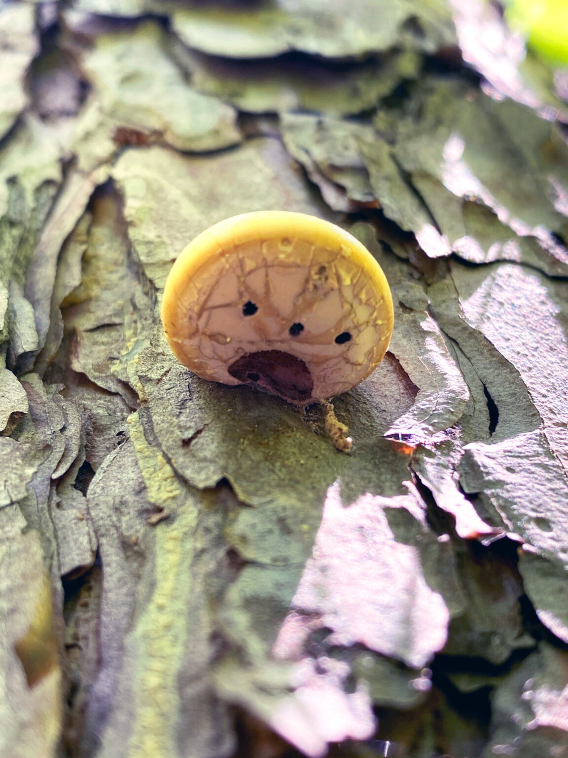 Veiled Polypore Fungi Growing On Red Pine Bark