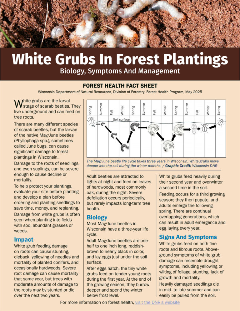 DNR Debuts Fact Sheet On White Grubs