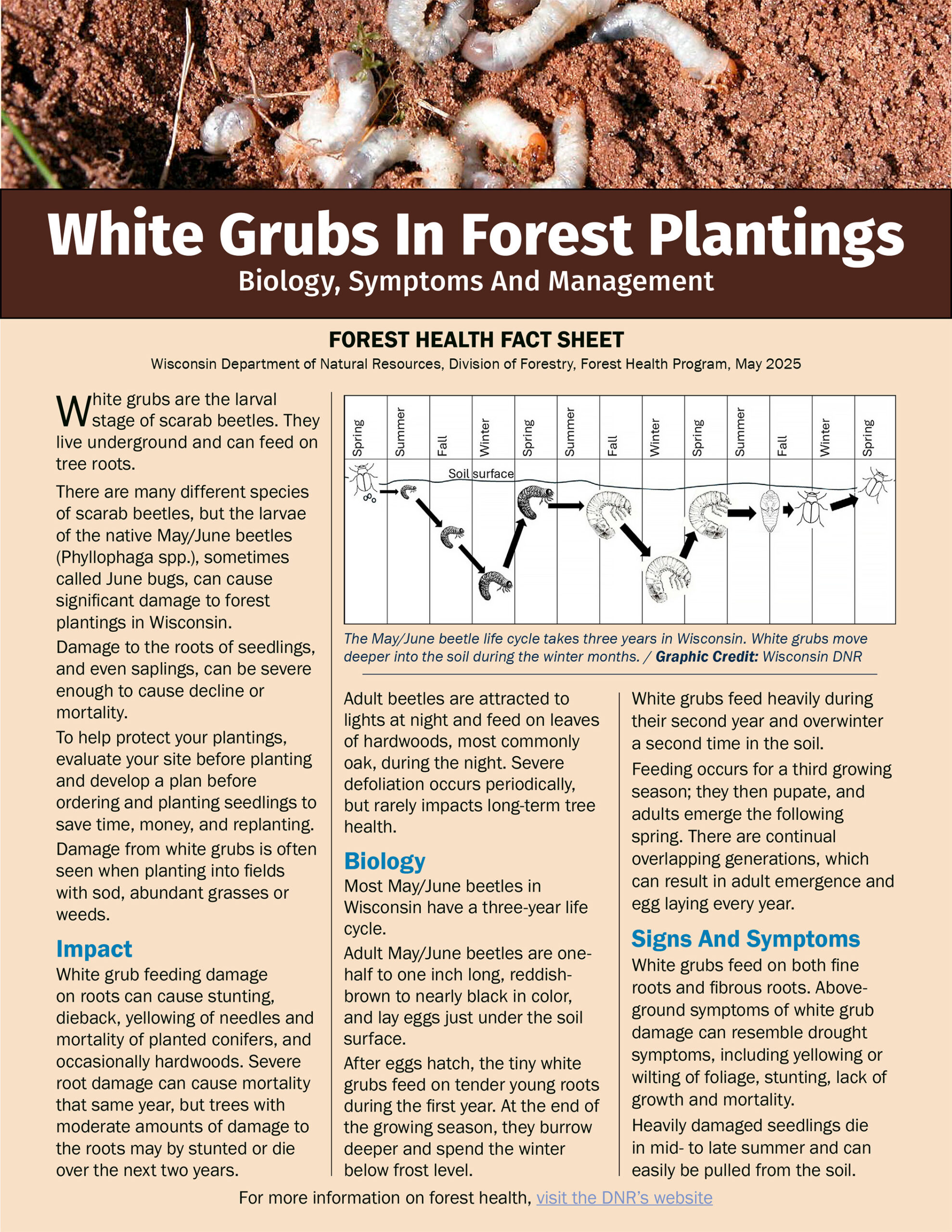 DNR Debuts Fact Sheet On White Grubs