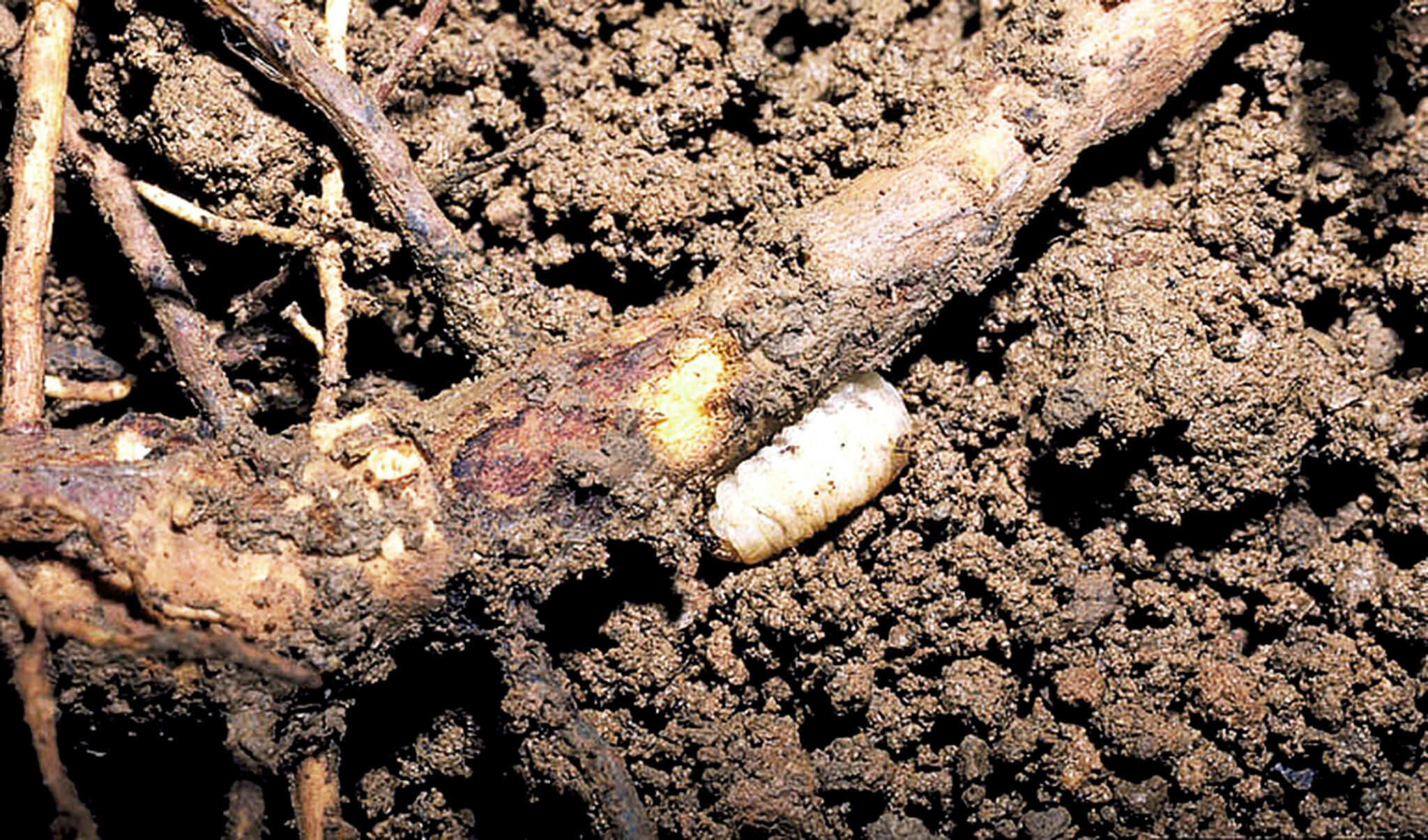 DNR Debuts Fact Sheet On White Grubs